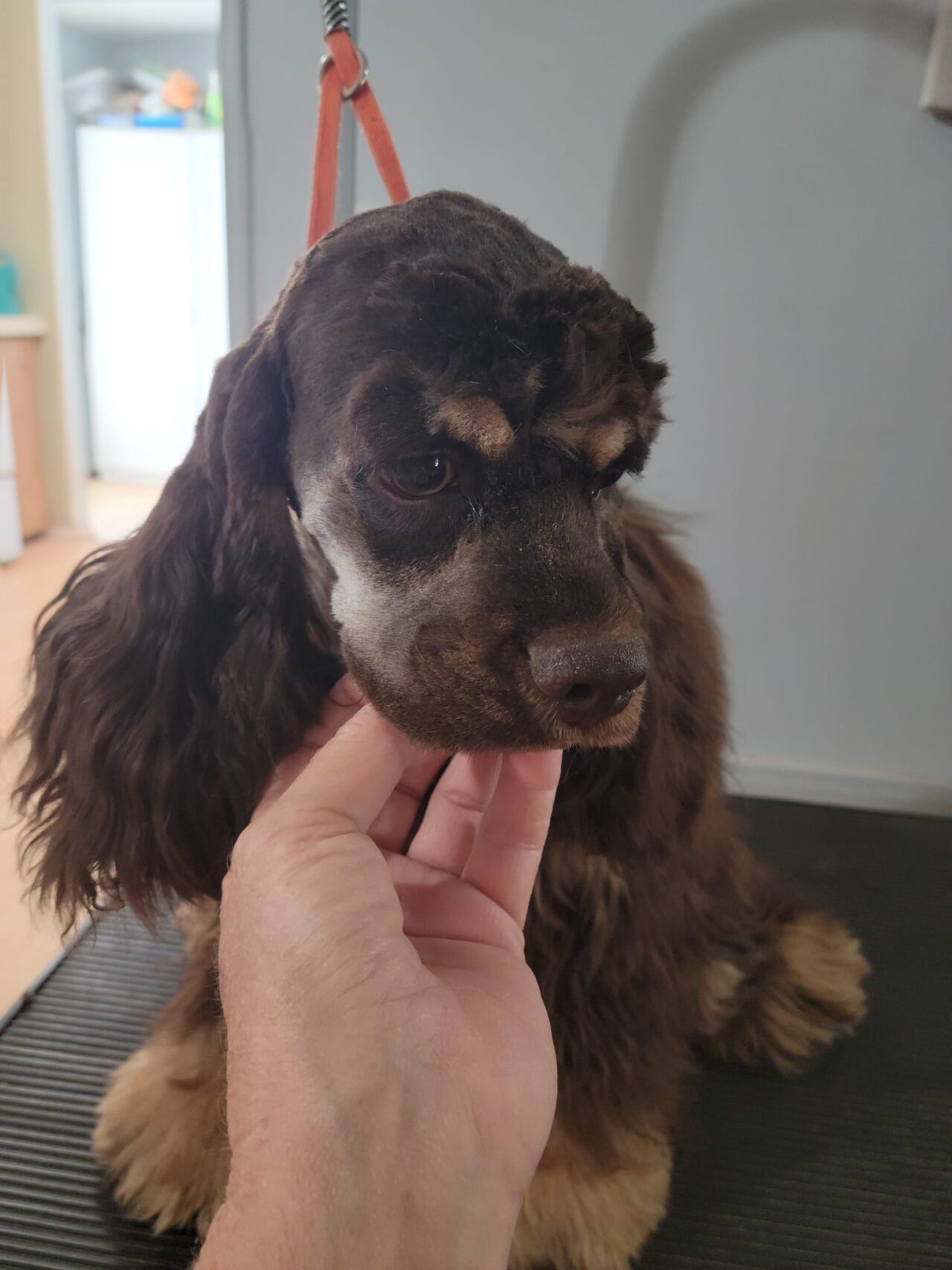 About Blackwater Cocker Spaniels | Champion Cocker Spaniels In Hernando, FL